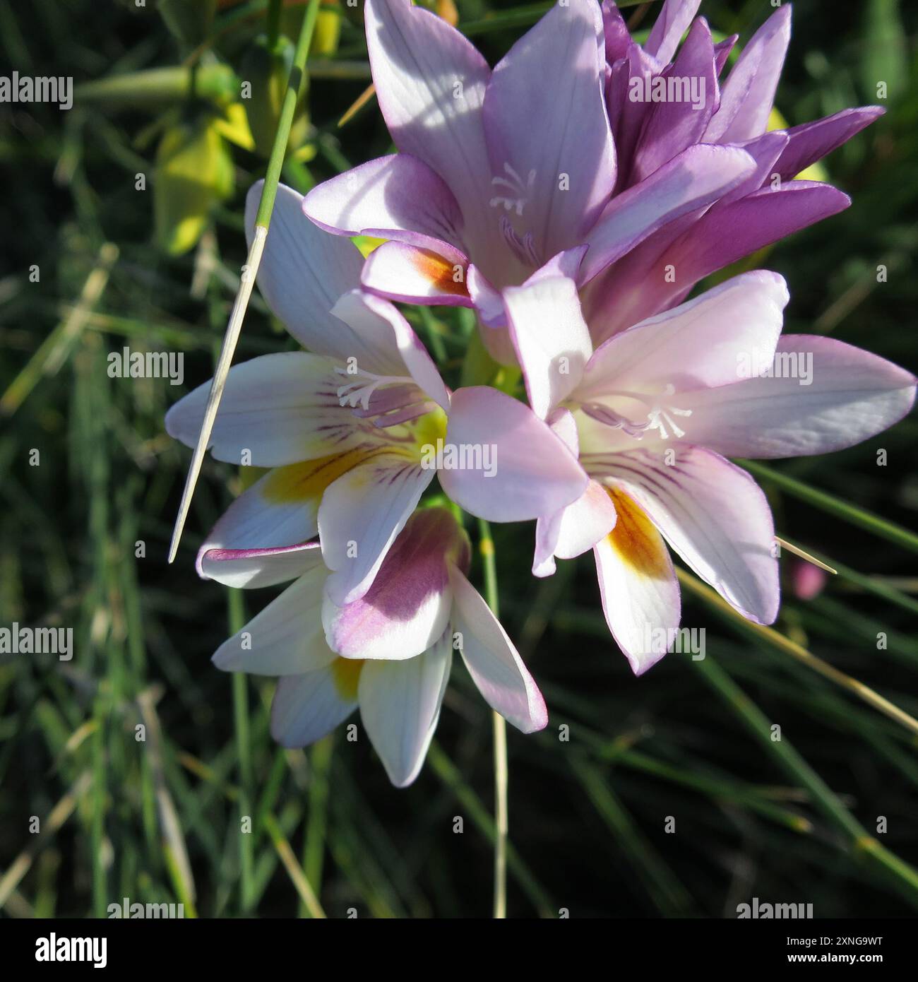 White Kammetjie (Freesia leichtlinii alba) Plantae Stock Photo - Alamy