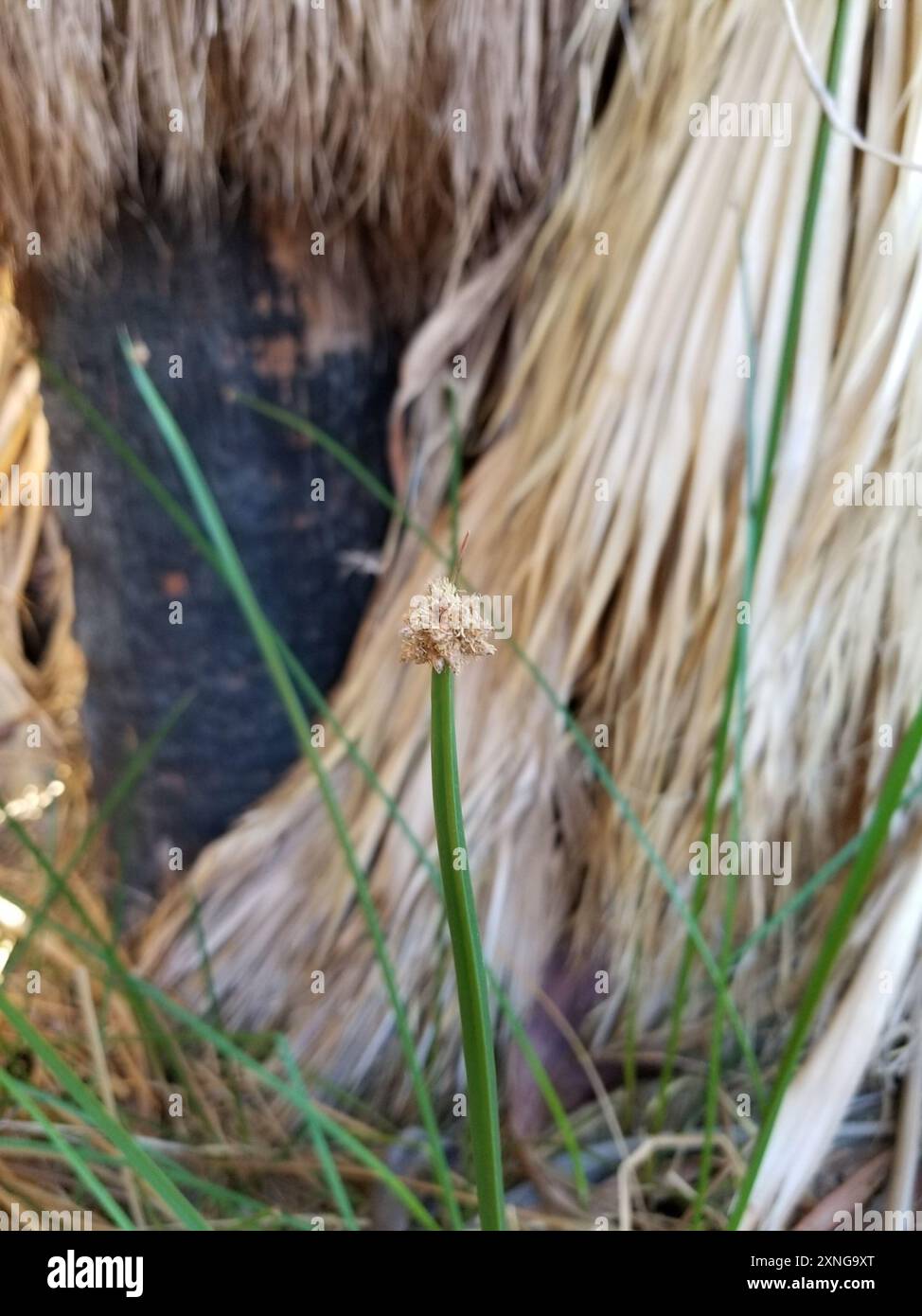 American three-square bulrush (Schoenoplectus americanus) Plantae Stock ...