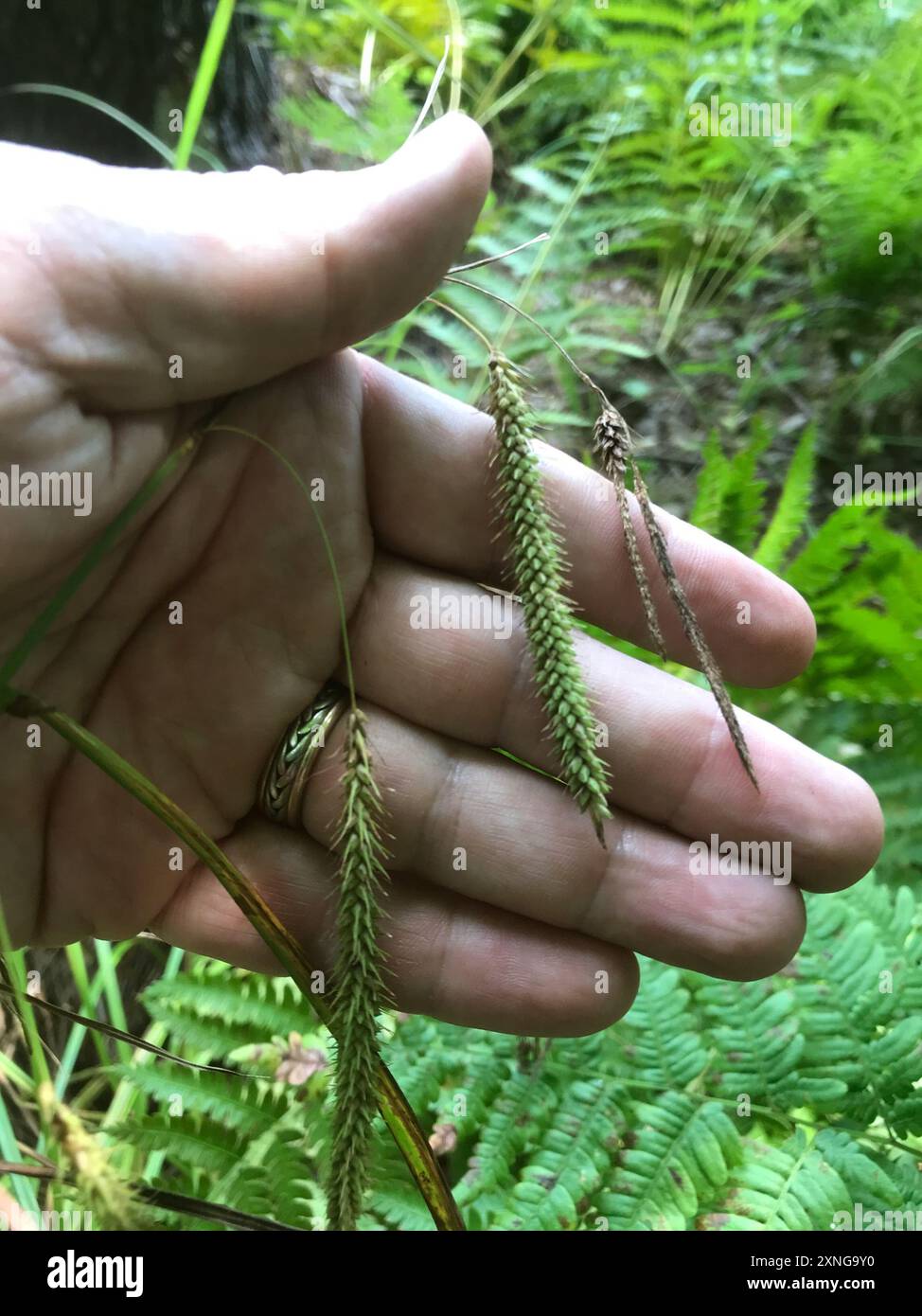 nodding sedge (Carex gynandra) Plantae Stock Photo - Alamy