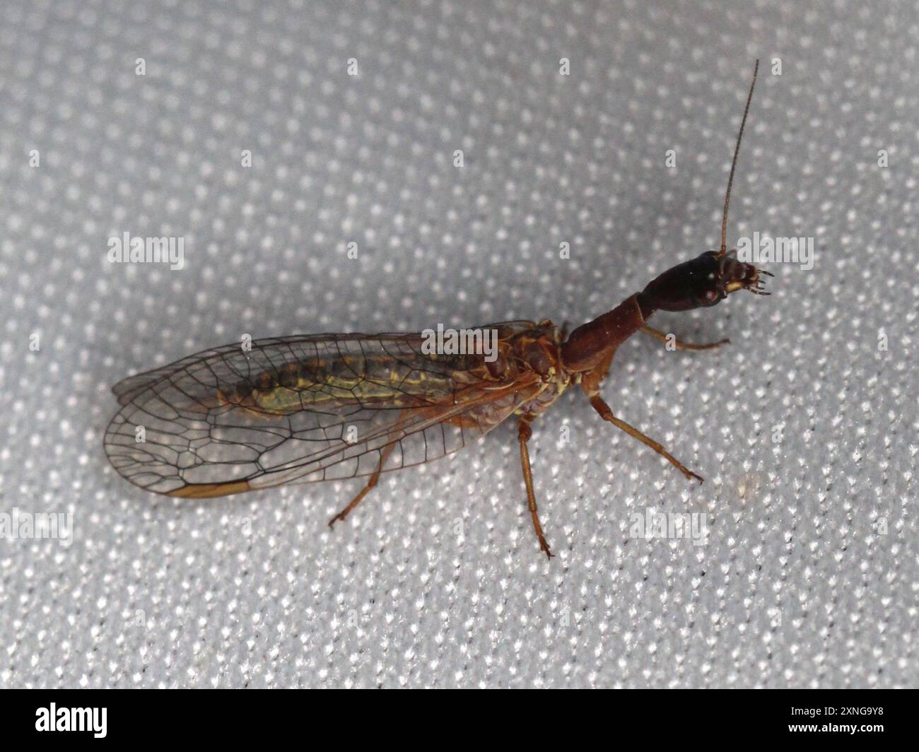 Common Snakeflies (Agulla) Insecta Stock Photo - Alamy