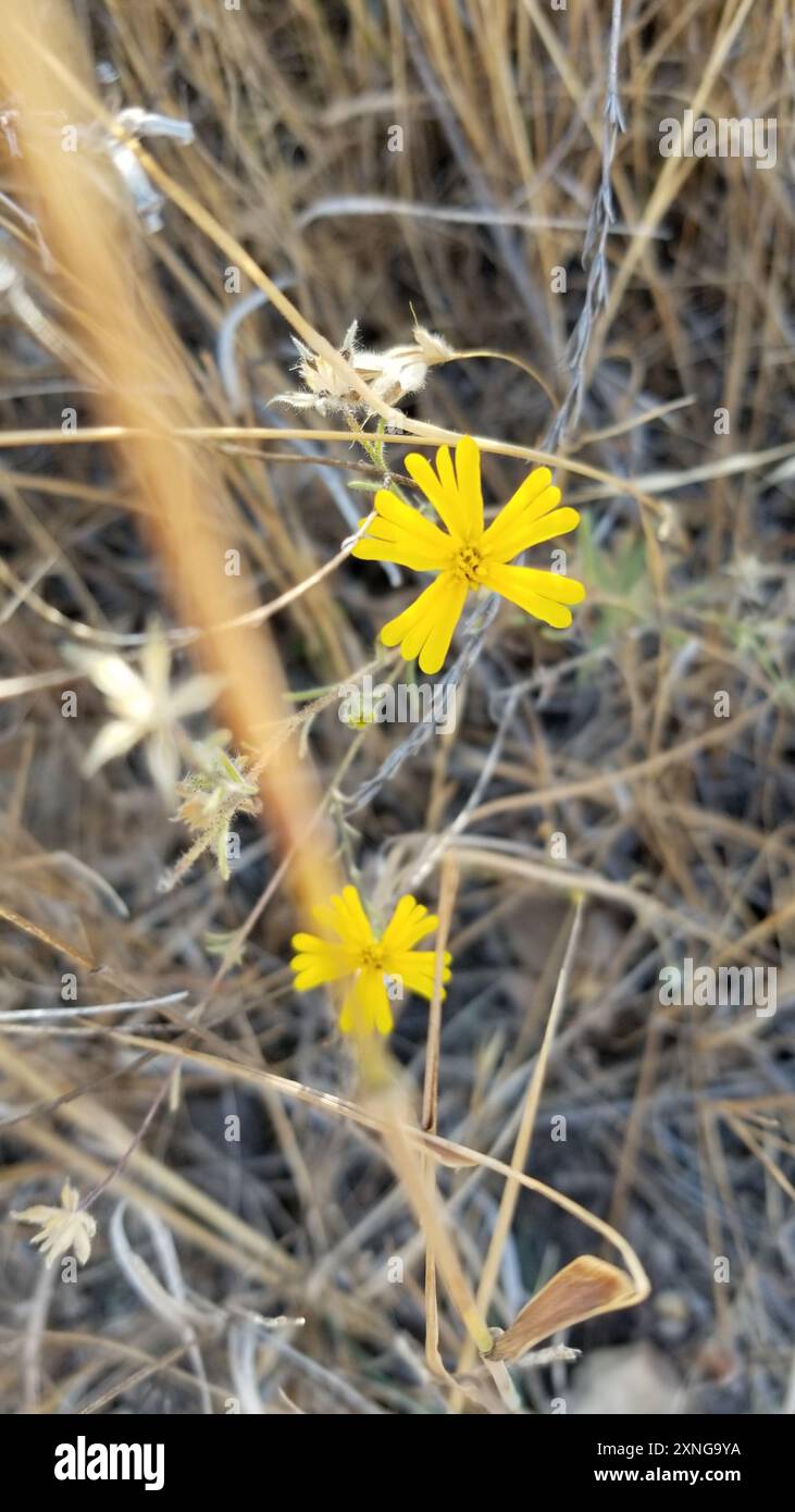 Common Madia (Madia elegans) Plantae Stock Photo - Alamy