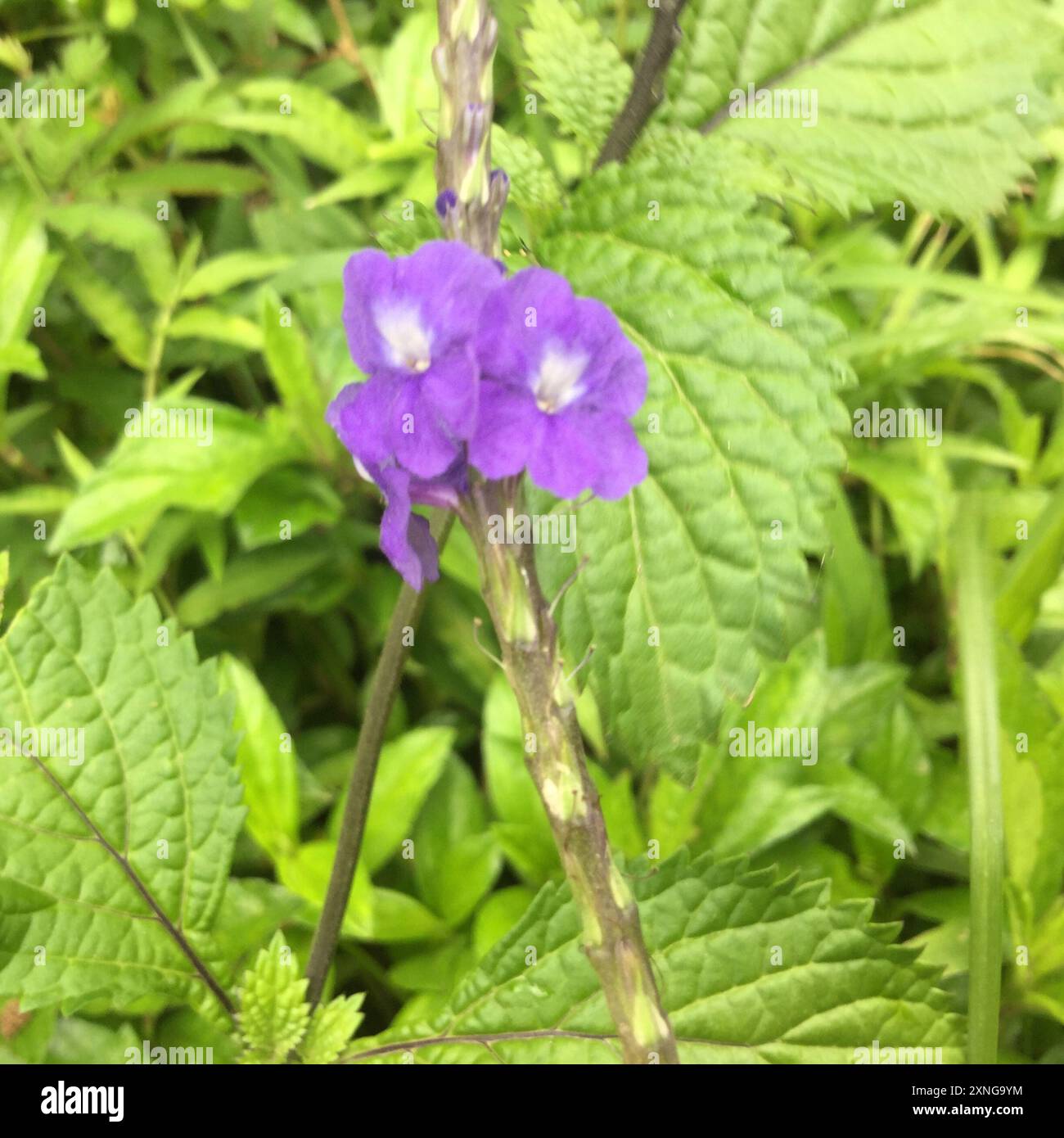 Rattail (Stachytarpheta cayennensis) Plantae Stock Photo - Alamy