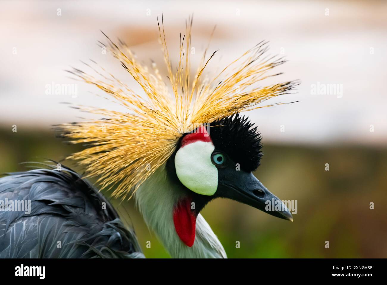 Uganda national bird hi-res stock photography and images - Alamy
