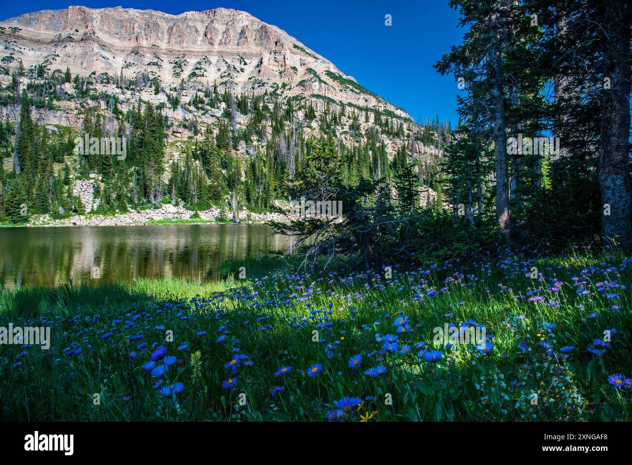 Pristine mountain lake and wildflowers in the High Uinta Mtns of Utah ...