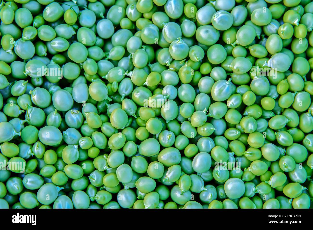 Texture of shelled garden peas, sweet green peas without pods Stock ...