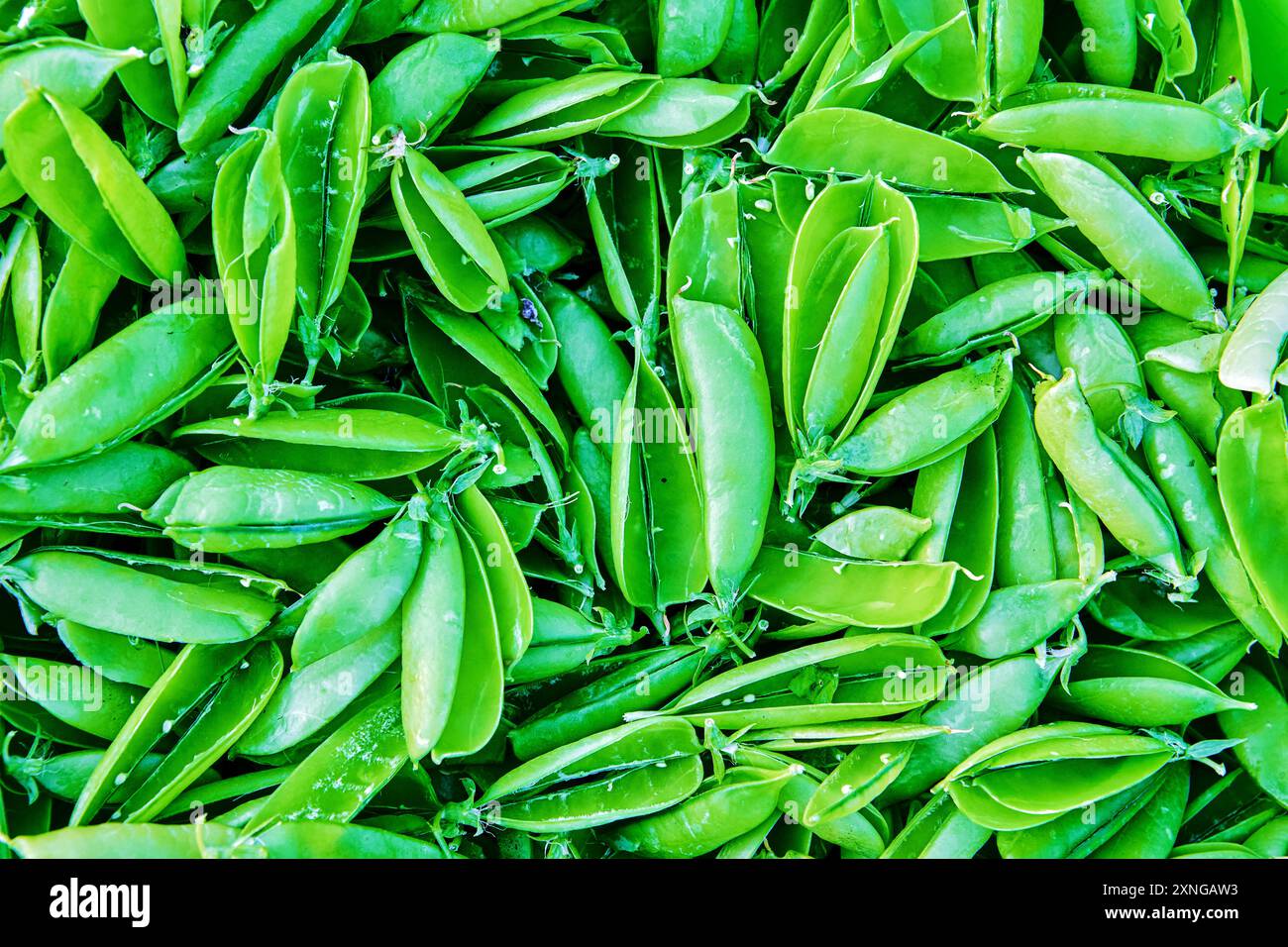 No peas inside seed pod, empty pea pods, vegetable texture for ...