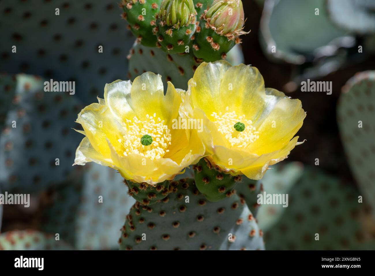 Close up of flowers on a wheel cactus (opuntia robusta Stock Photo - Alamy