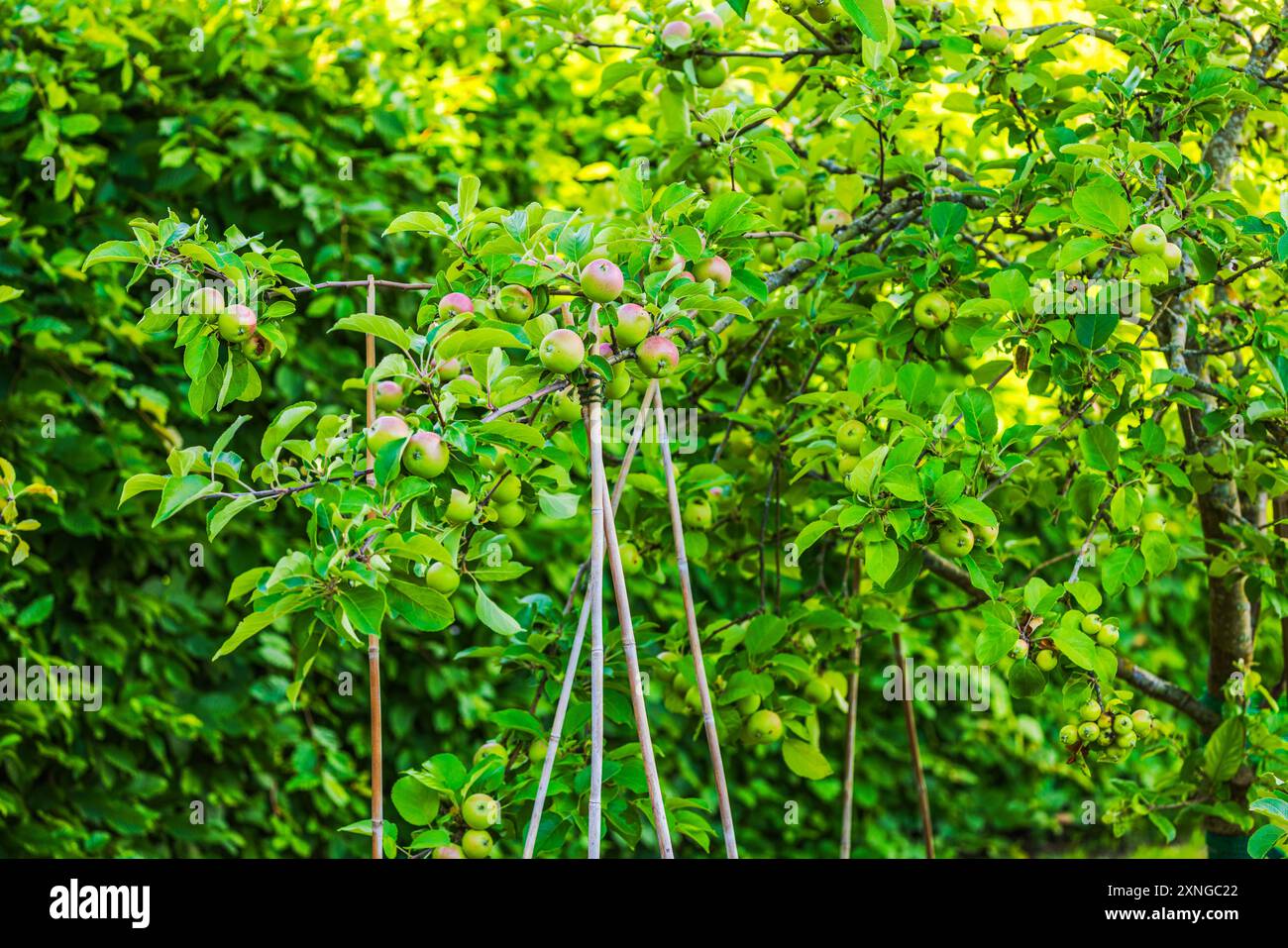 Green apple tree with ripening apples supported by stakes in lush ...