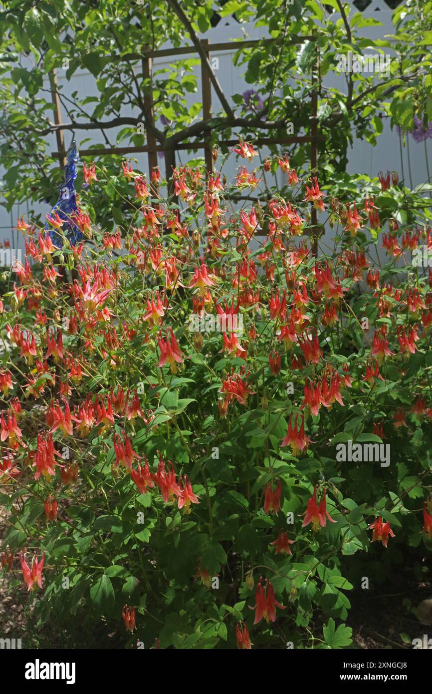 Grahams columbine hi-res stock photography and images - Alamy