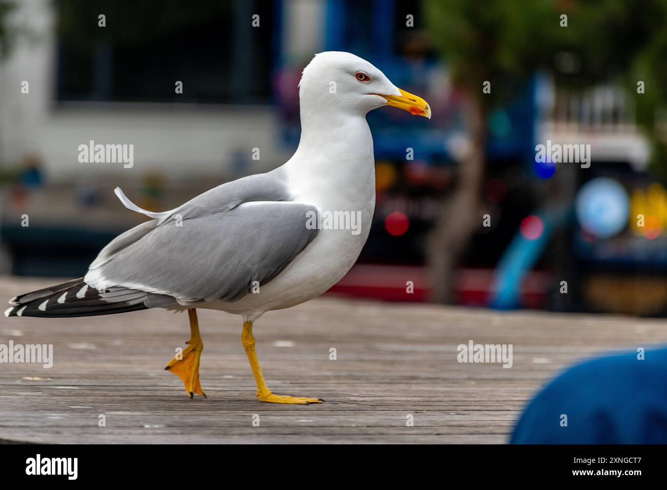 Close-up view of seagull in Istanbul city, Turkey Stock Photo - Alamy
