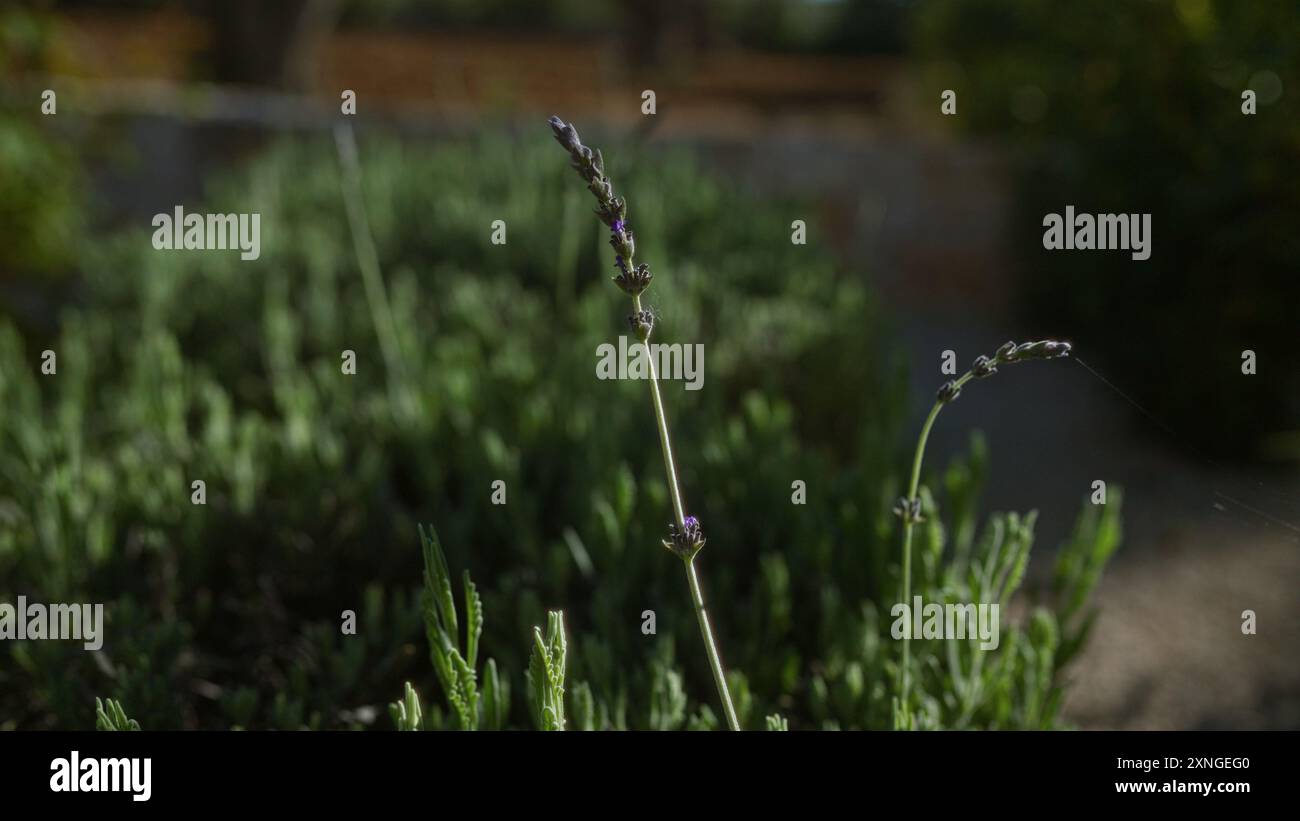 Lavender flowers against sunshine background hi-res stock photography ...