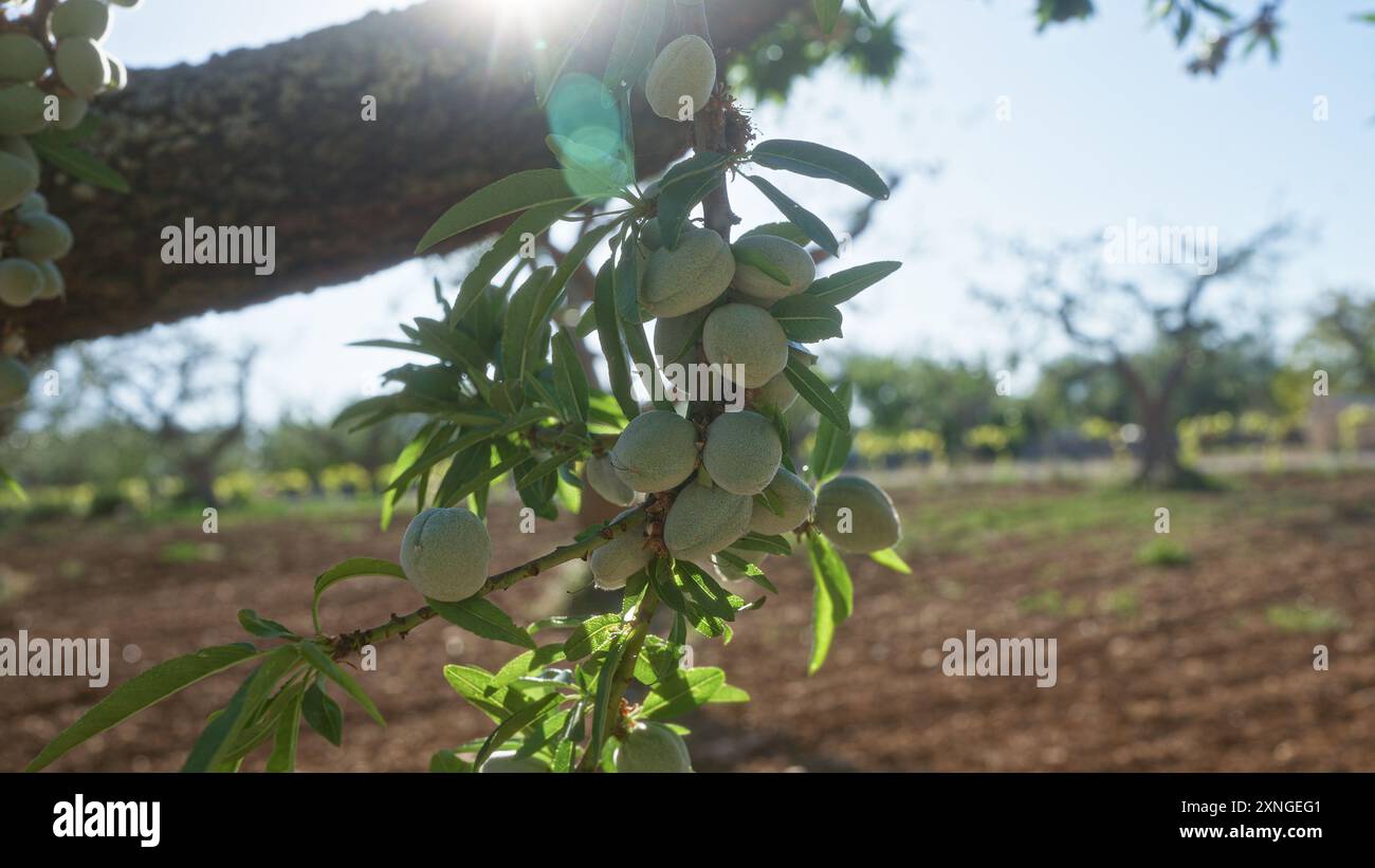 Almond tree, prunus dulcis, with green almonds on branches in a sunny ...