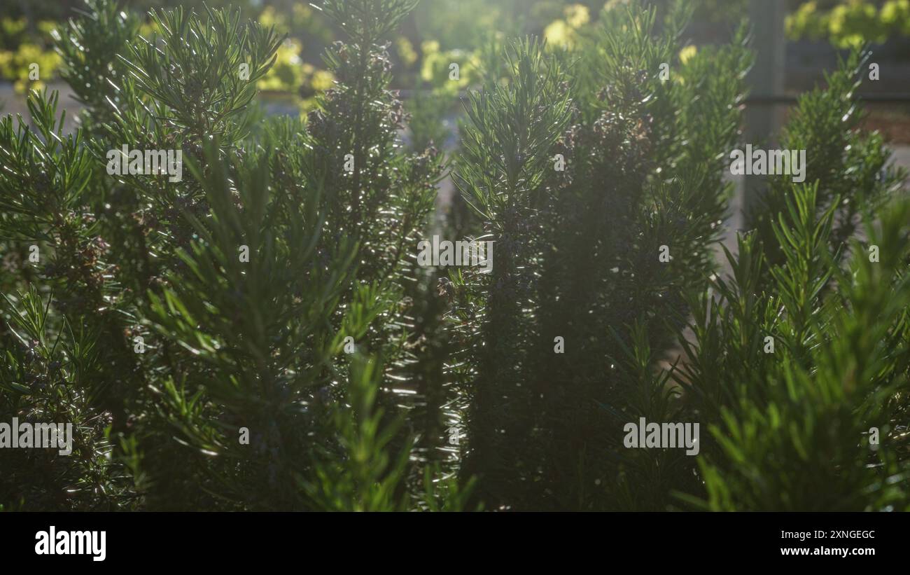 Dense rosemary plants bask in the sunlight in an outdoor garden in ...