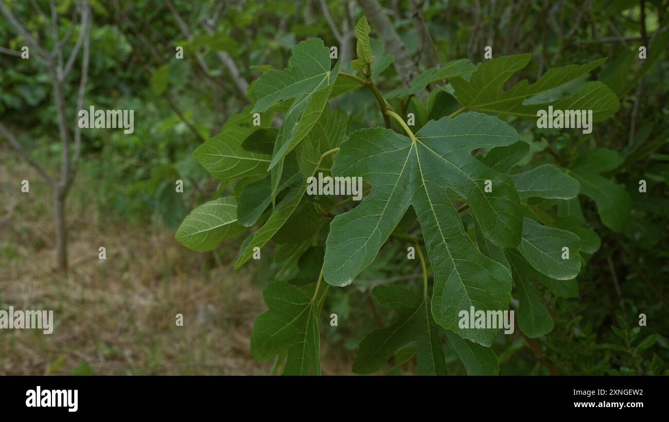 A lush fig tree ficus carica with large, verdant leaves in an outdoor ...