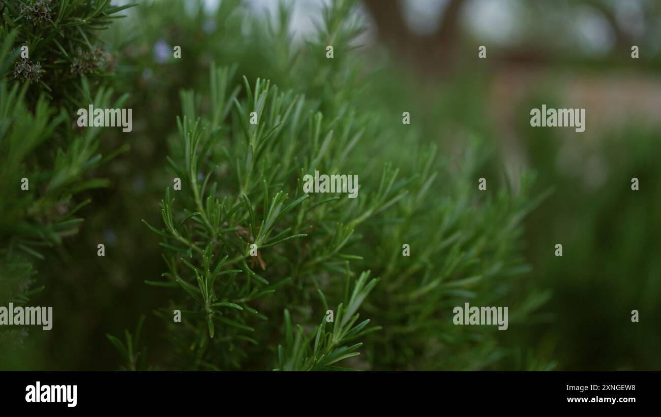 Close-up of lush green rosemary rosmarinus officinalis bushes outdoors ...