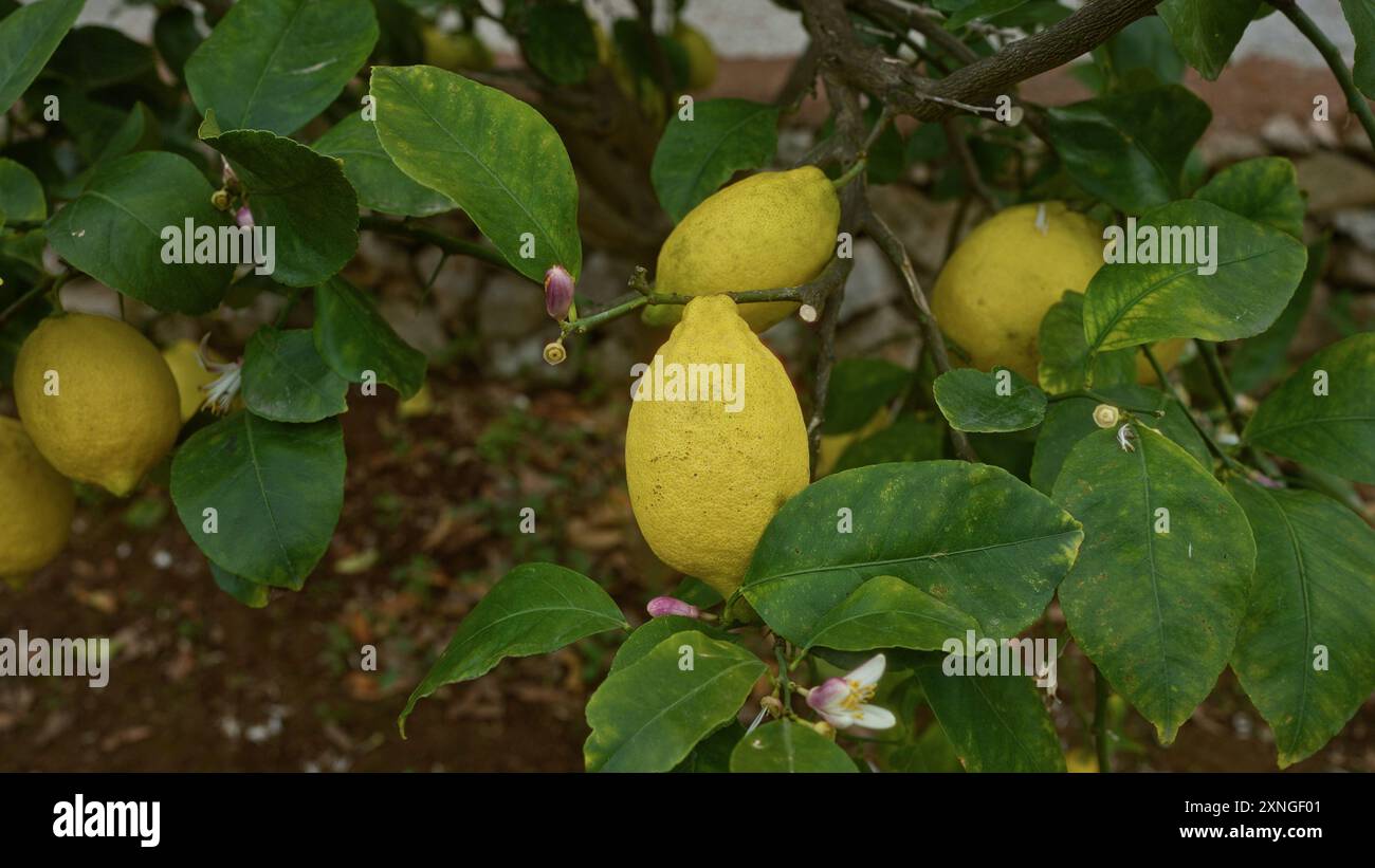 Ripe lemons and vibrant green leaves on a lemon tree branch in an ...
