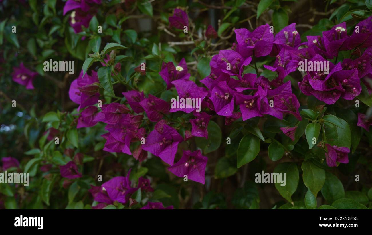 Beautiful bougainvillea glabra with vibrant purple bracts found ...