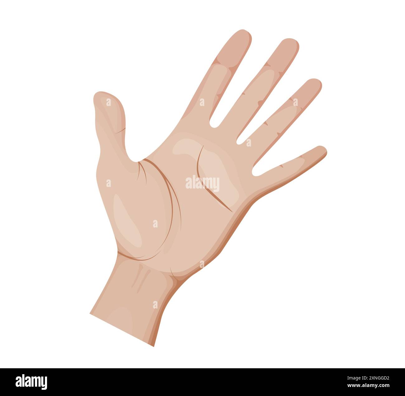 Human Hand Vector Illustration on white background Stock Vector Image ...