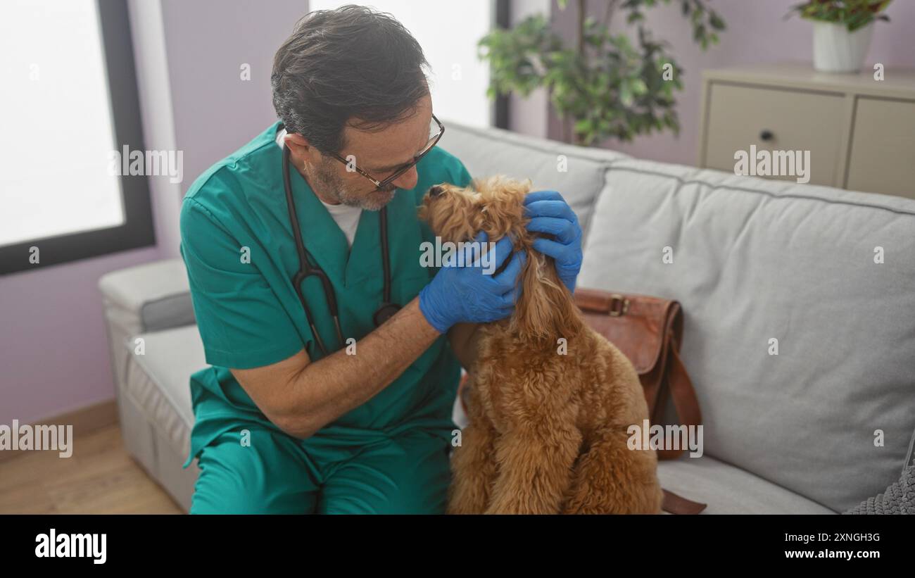 A middle-aged man in scrubs examines a poodle inside a cozy living room ...
