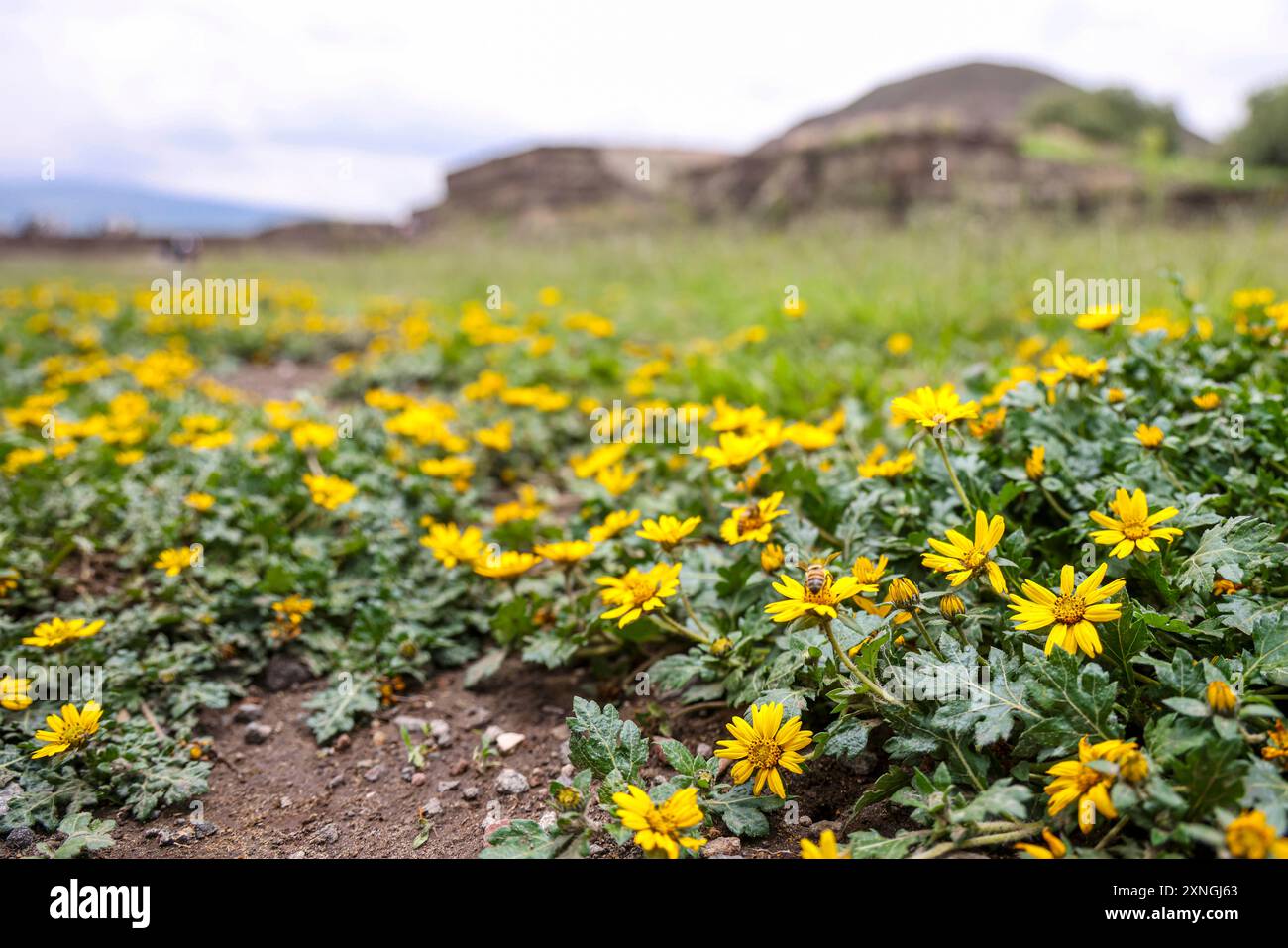 Archaeological Zone of Teotihuacan, the city with the largest pyramids ...