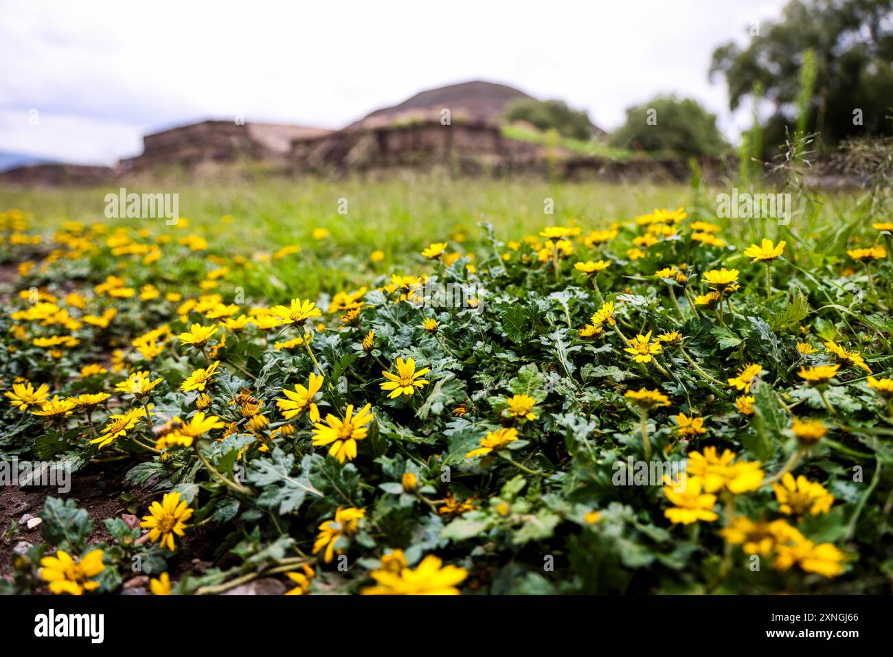 Archaeological Zone of Teotihuacan, the city with the largest pyramids ...