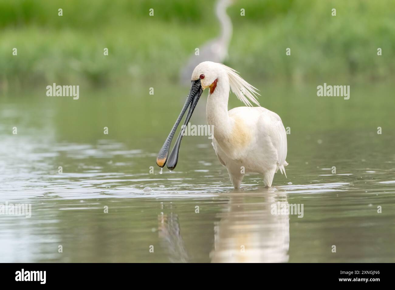 Eurasian Spoonbill, Platalea leucorodia, single adult catching fish in ...