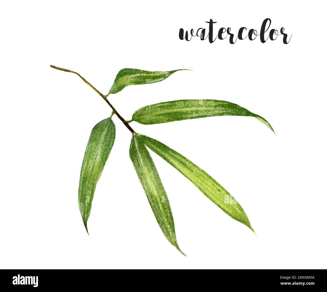 A Beautiful and Elegant Watercolor Bamboo Leaf Illustration Perfect for ...