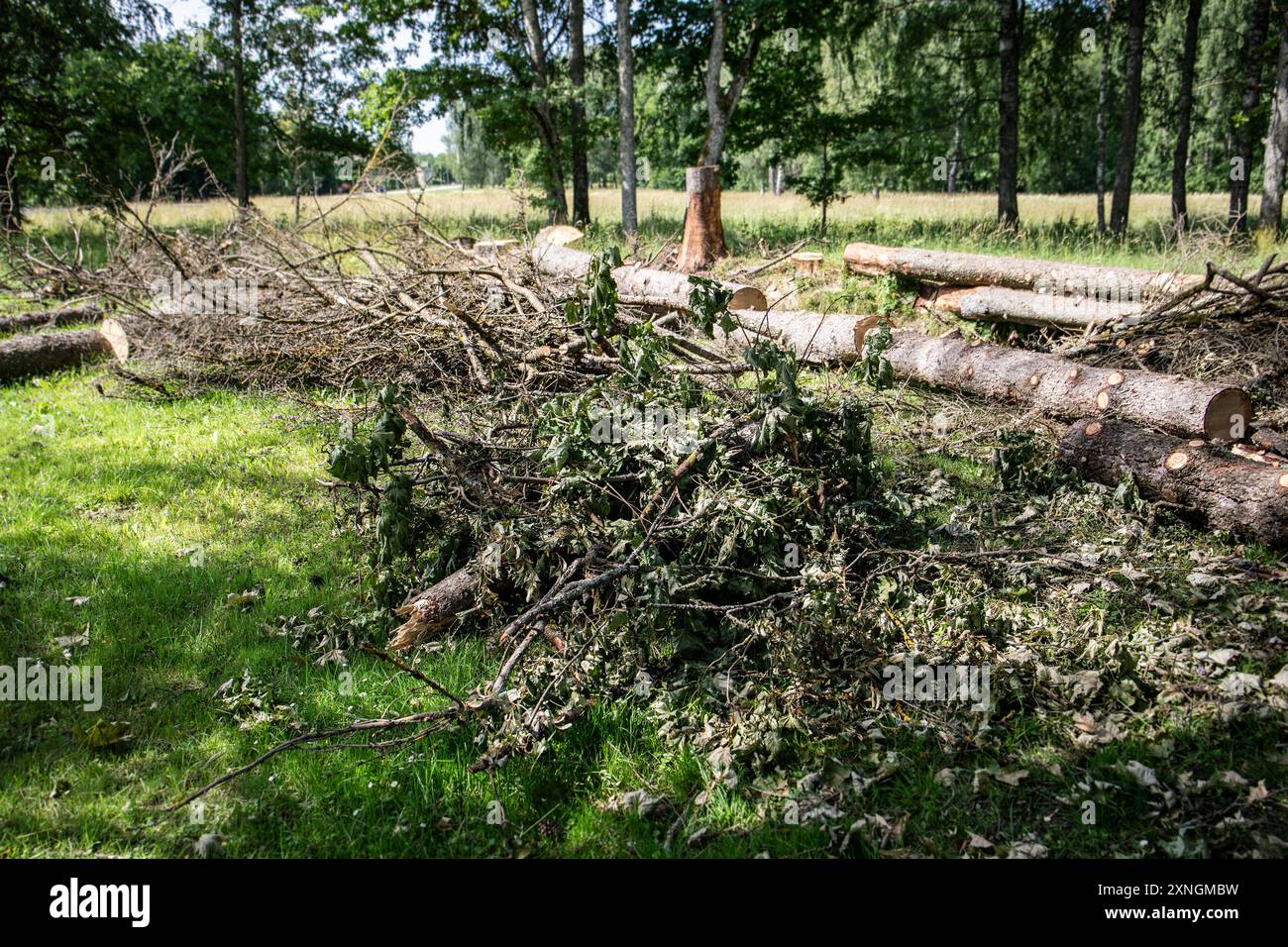 Sawed trunks and stack of branches of old trees on the ground with dry ...
