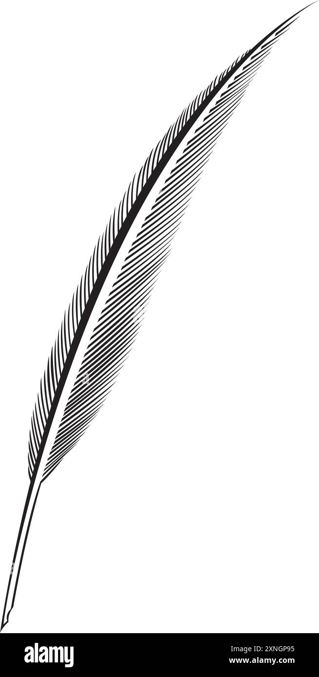 Bird feather vector illustration. Fluffy feather silhouette line art ...