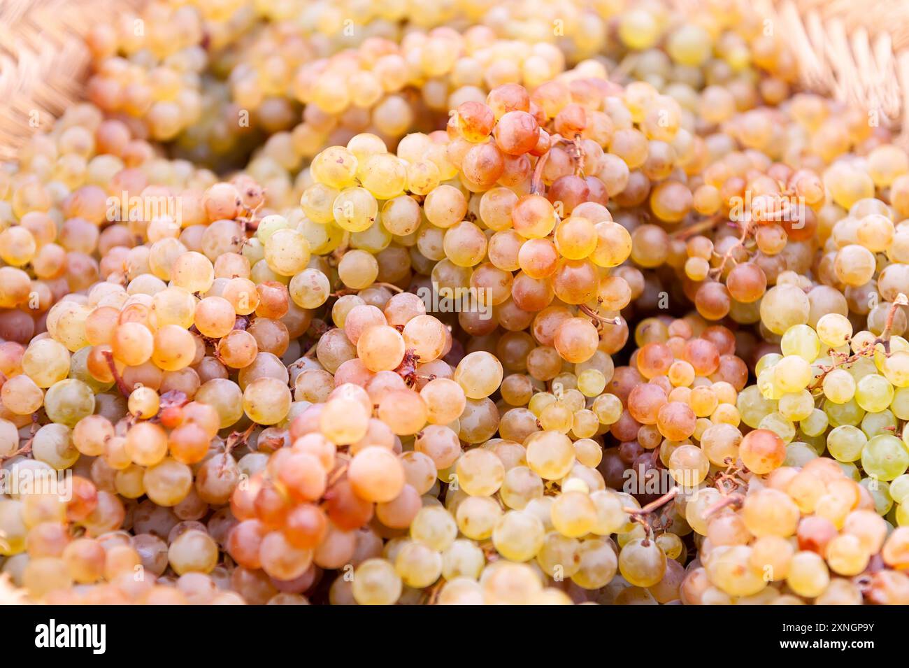 basket of grapes of different color and textures isolated Stock Photo ...