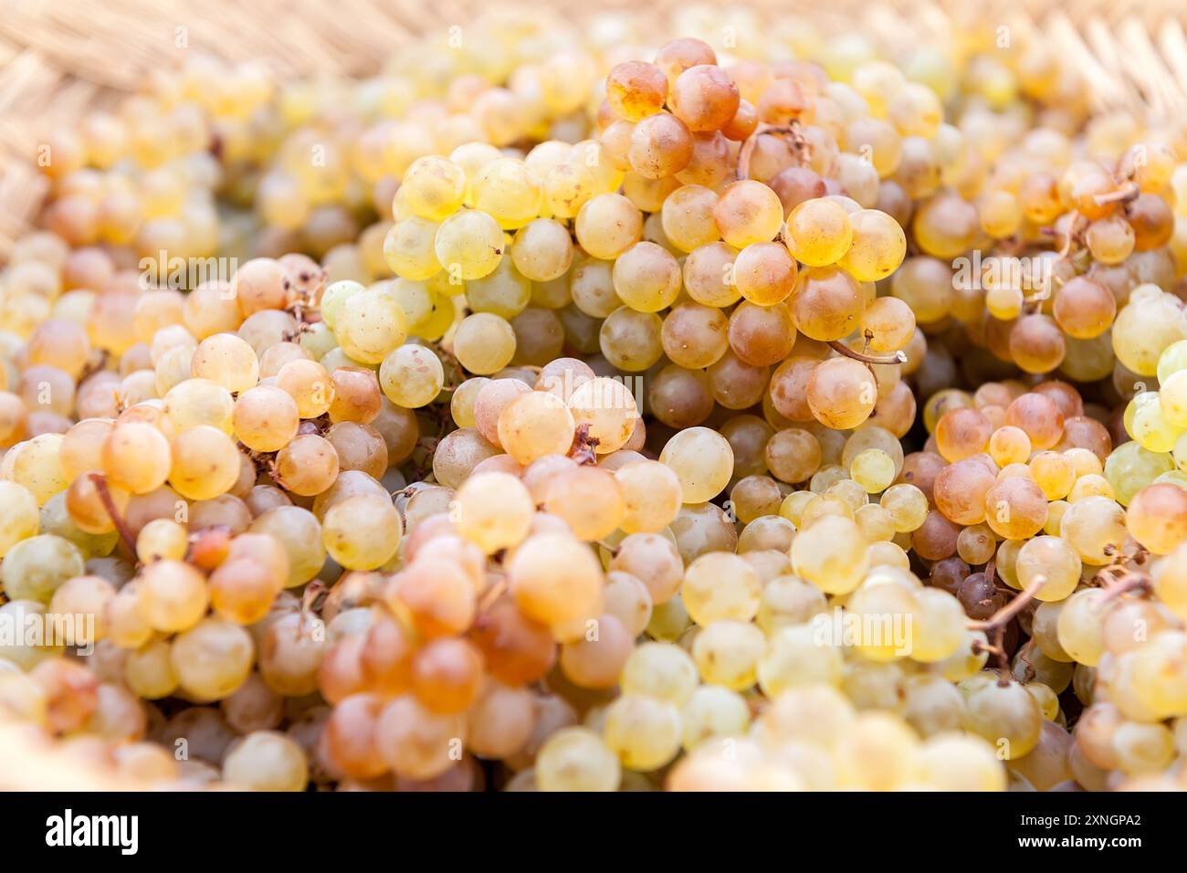 basket of grapes of different color and textures isolated Stock Photo ...