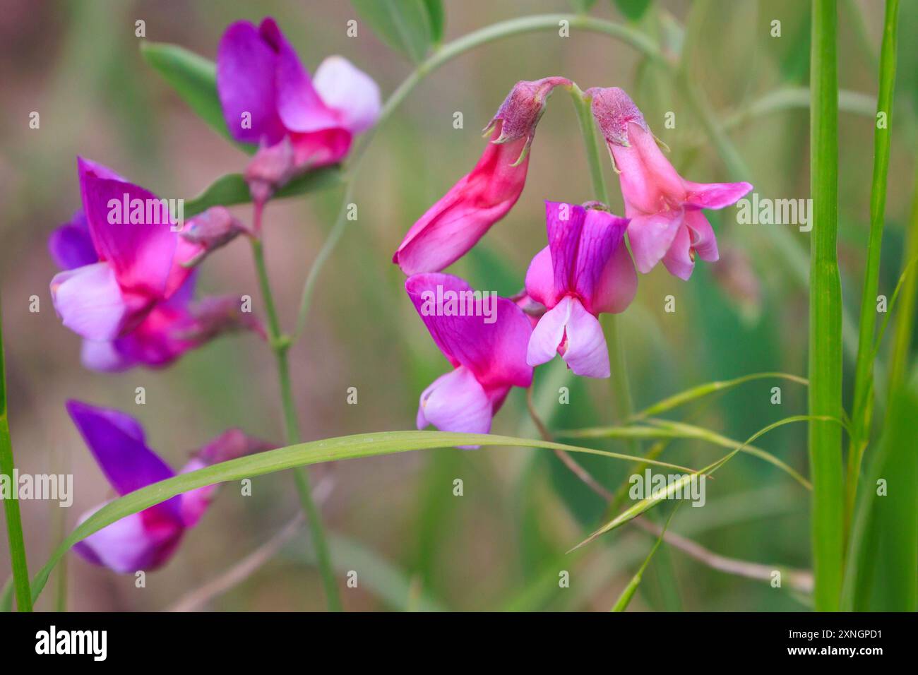 Marsh Pea (Lathyrus palustris) growing wild near Creede, CO, USA Stock ...