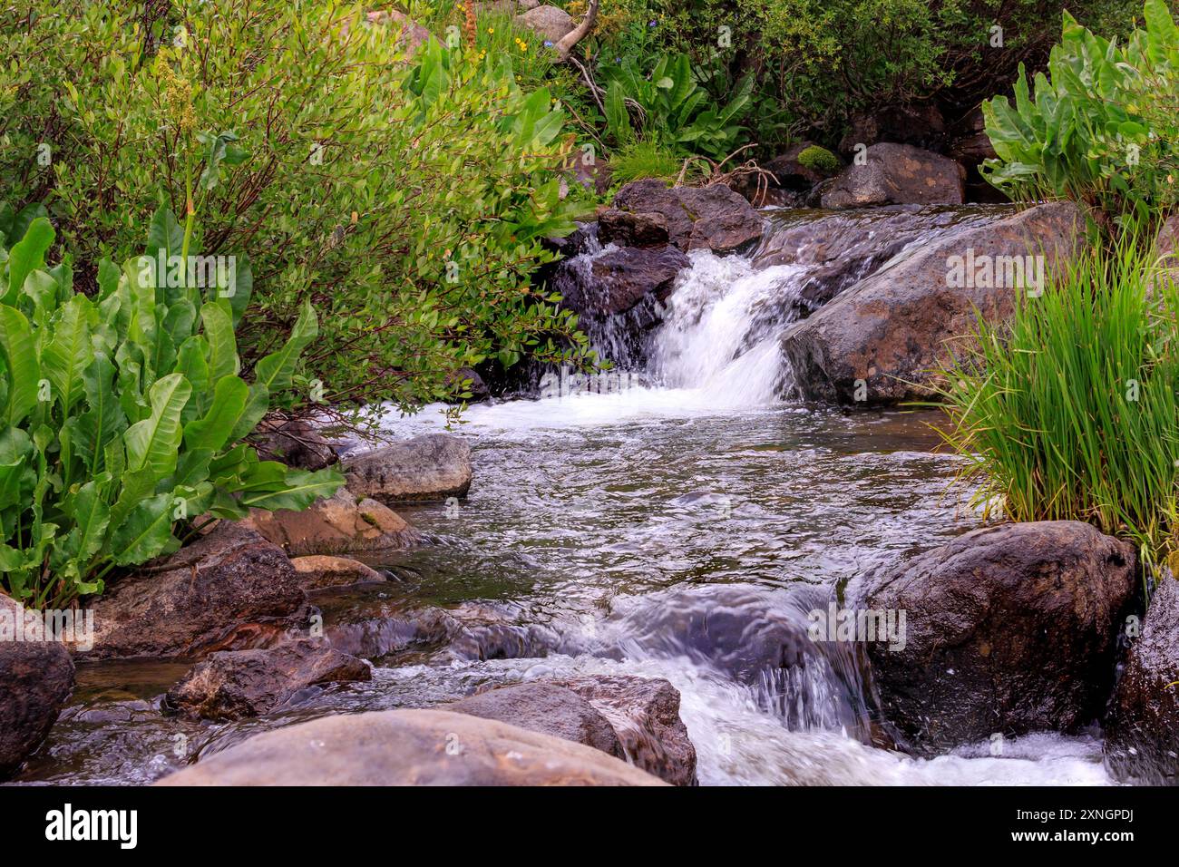 Rat creek hi-res stock photography and images - Alamy