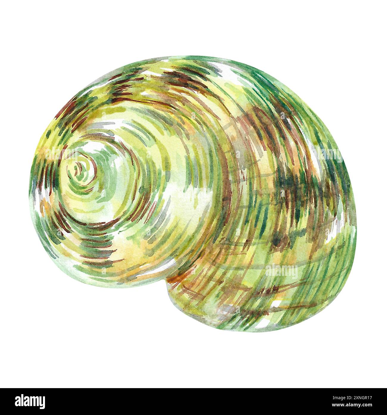 Shell isolate of underwater world in watercolor. Turbo shell, Moon sea ...