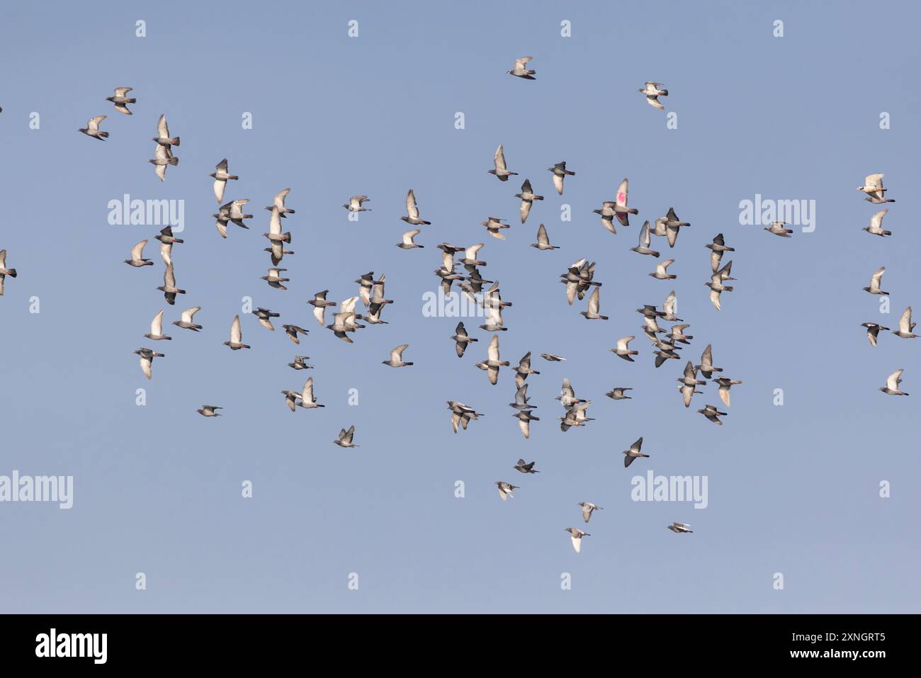 homing pigeon flock in flight in summer Stock Photo - Alamy