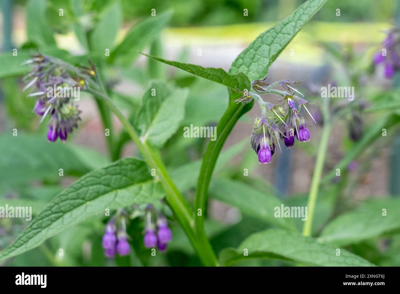 Issaquah, Washington, USA. Common Comfrey flowering shrub, also known ...