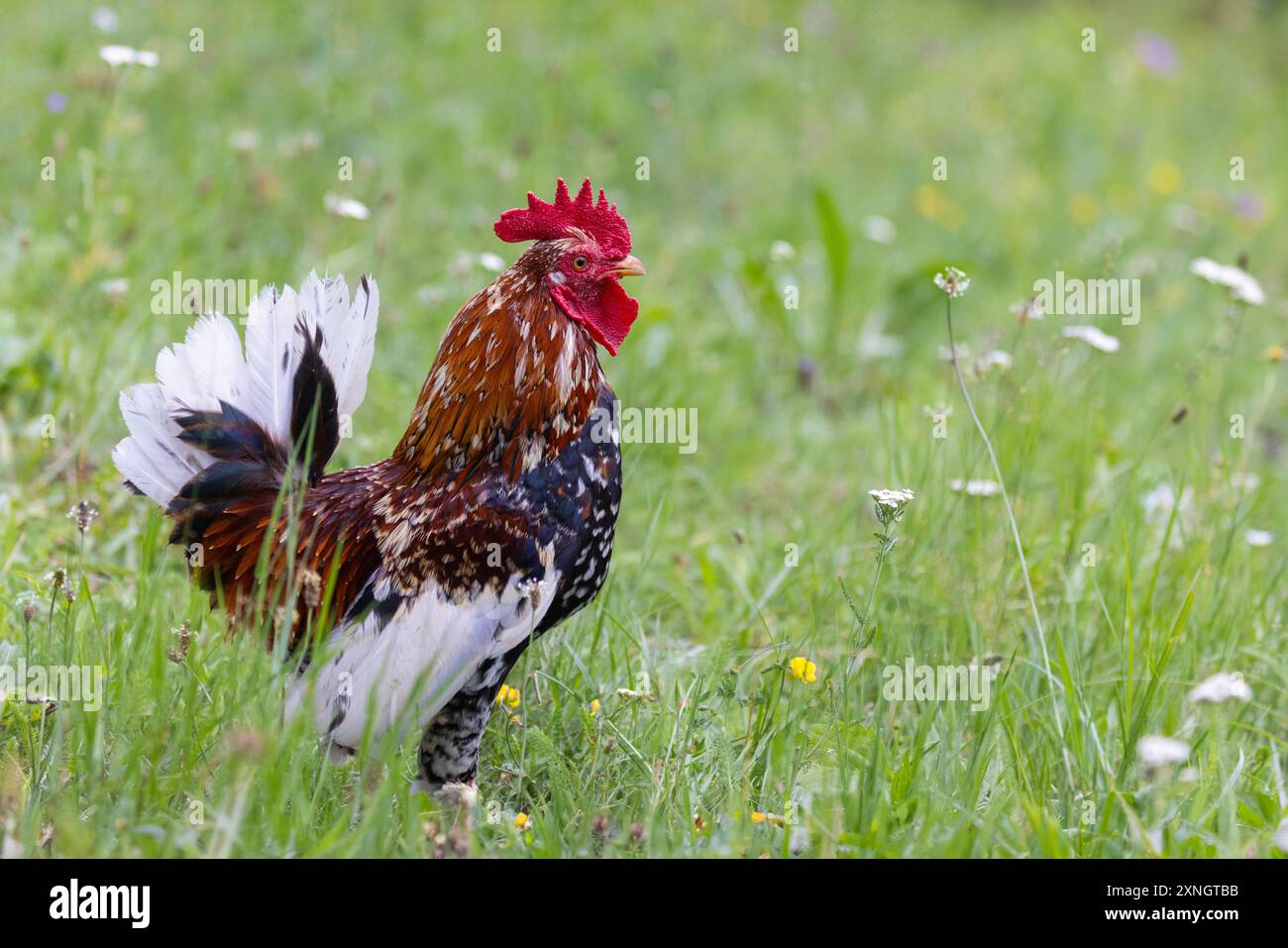 Free-range bantam rooster crowing in summer Stock Photo - Alamy
