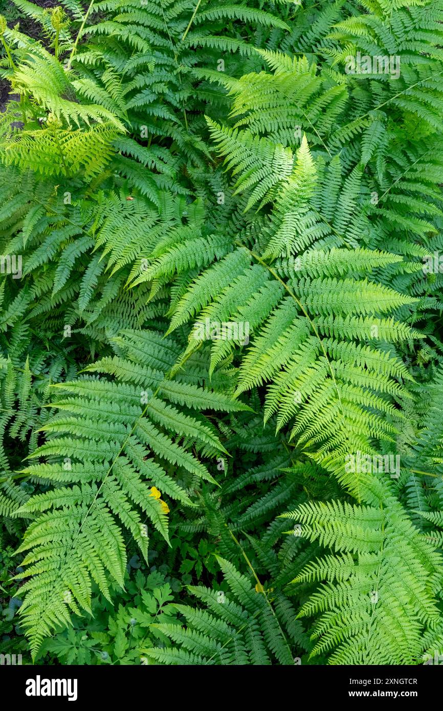 Issaquah, Washington, USA. Lady Fern fronds Stock Photo - Alamy