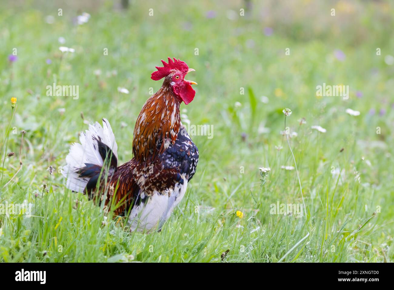 Free-range bantam rooster crowing in summer Stock Photo - Alamy