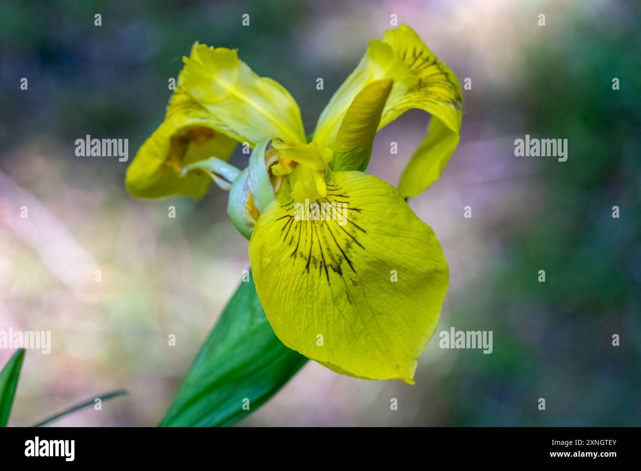 Issaquah, Washington, USA. Roy Davidson Iris, a hybrid beardless iris ...