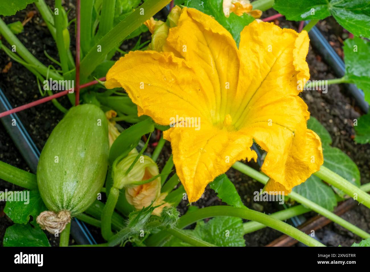 Issaquah, Washington, USA. Magda Summer squash, ready to harvest, with ...