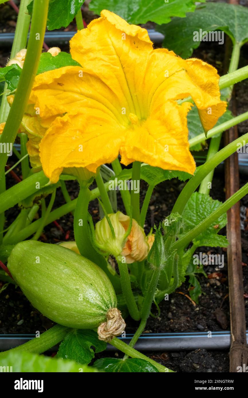 Issaquah, Washington, USA. Magda Summer squash, ready to harvest, with ...
