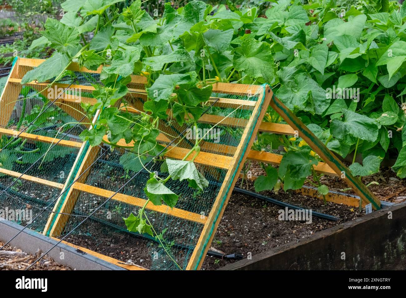 Issaquah, Washington, USA. Squash growing on an A-frame style trellis ...