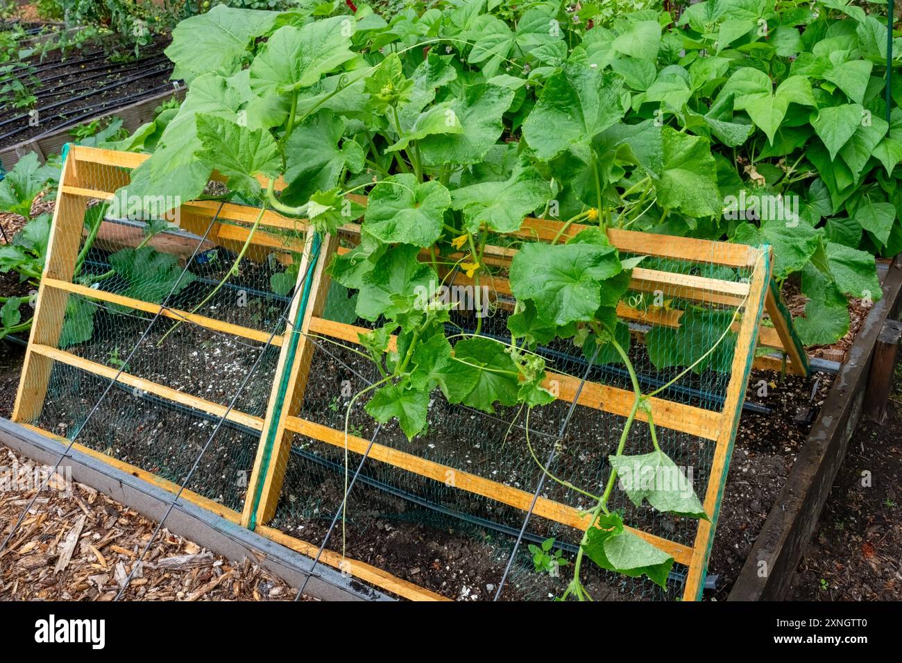Issaquah, Washington, USA. Squash growing on an A-frame style trellis ...