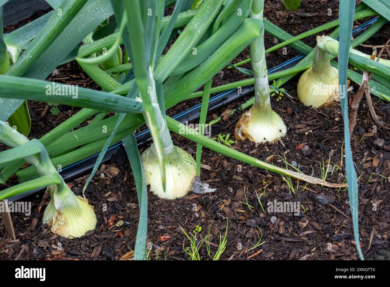 Bunching onions garden hi-res stock photography and images - Alamy