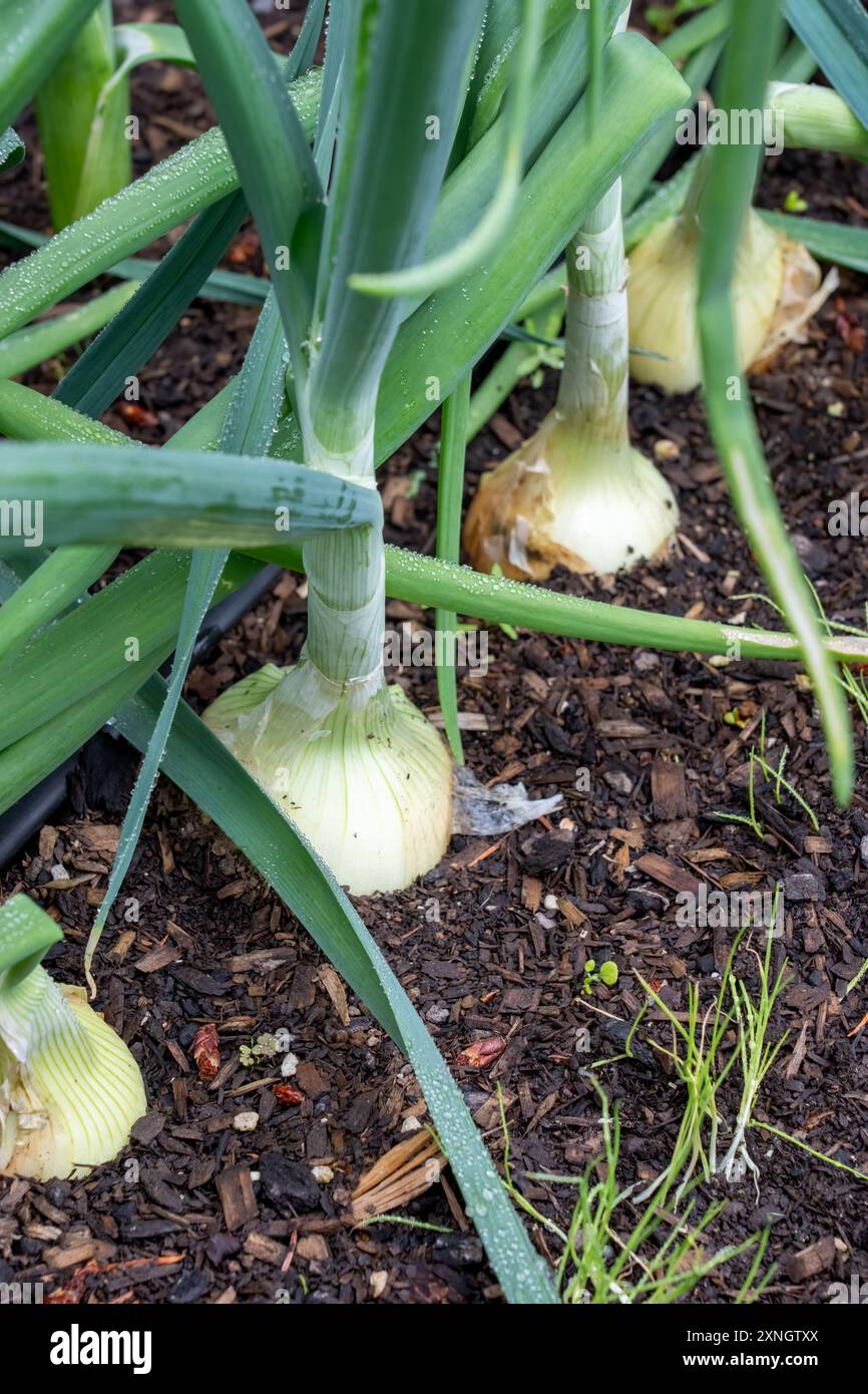 Issaquah, Washington, USA. Bunching onions ready to harvest Stock Photo ...