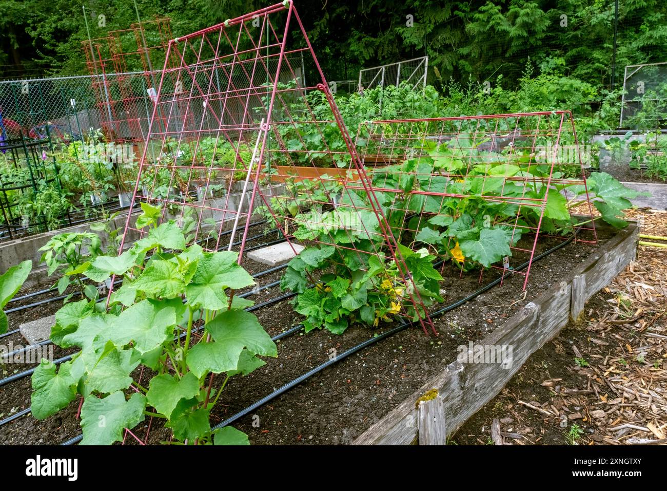 Issaquah, Washington, USA. Squash growing on a trellis in a raised bed ...