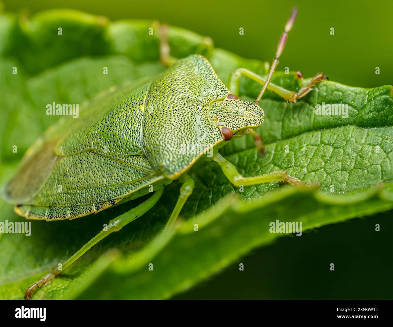 Closeup shot beetle sitting hi-res stock photography and images - Alamy