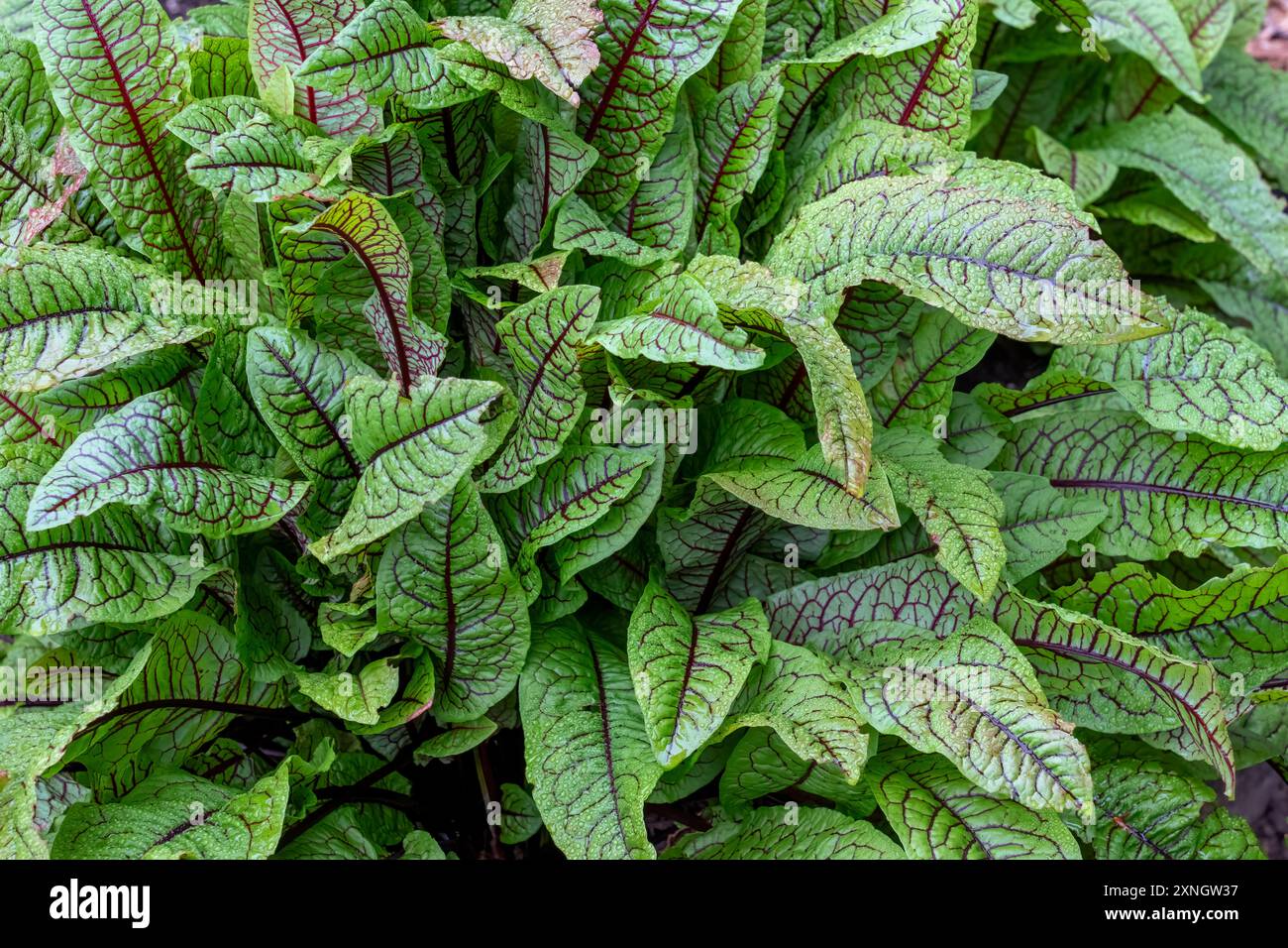 Issaquah, Washington, USA. Blood-Veined Sorrel plant, aka Bloody Dock ...