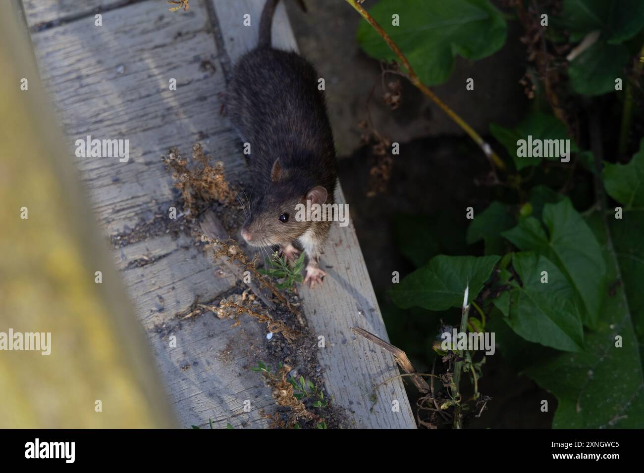 Rat looking up at camera Stock Photo - Alamy